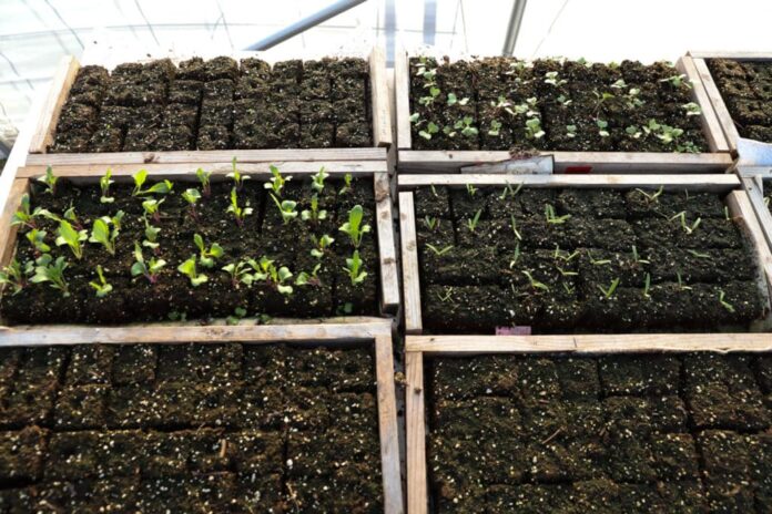 How to Germinate Seeds: Tips, Tricks & Proven Techniques