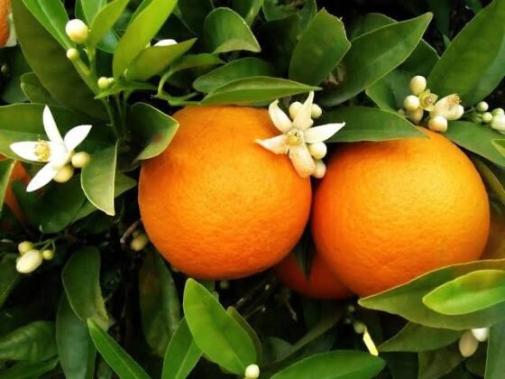 51 Types of Oranges: How to Choose the Right Orange Variety