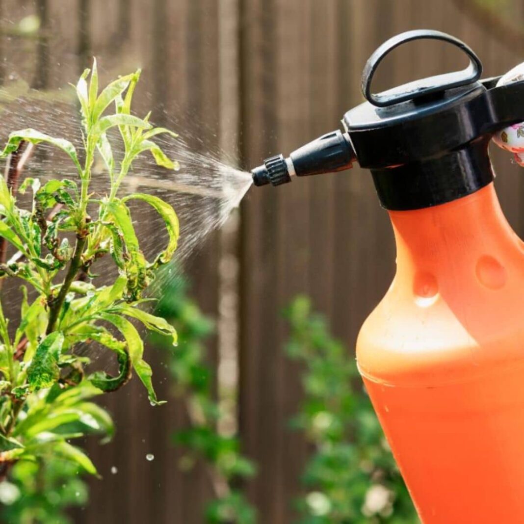 How to Use Insecticidal Soap for Organic Pest Control