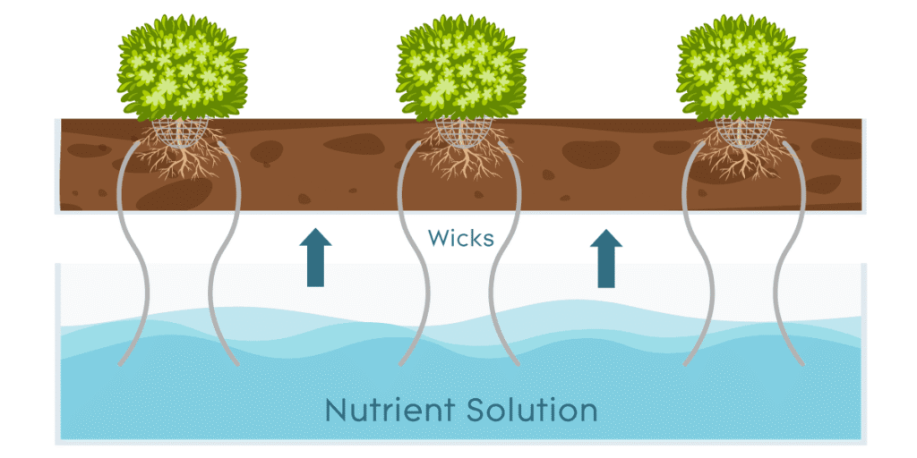 Hydroponics for Beginners: Systems, Setup, and Success Tips