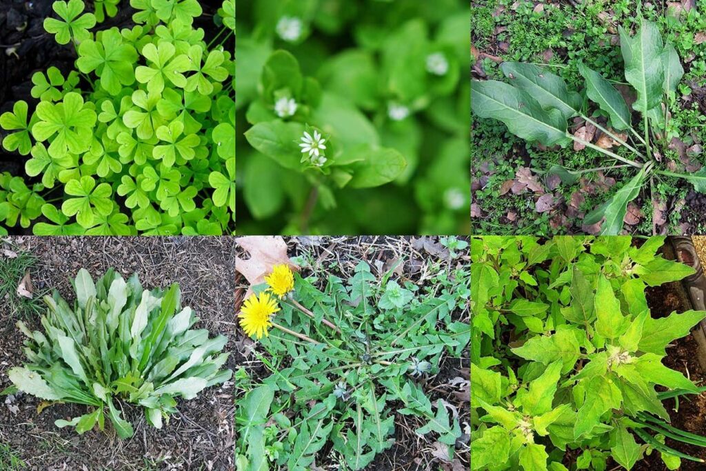 36 Common Flowering Weeds: Complete Identification Guide