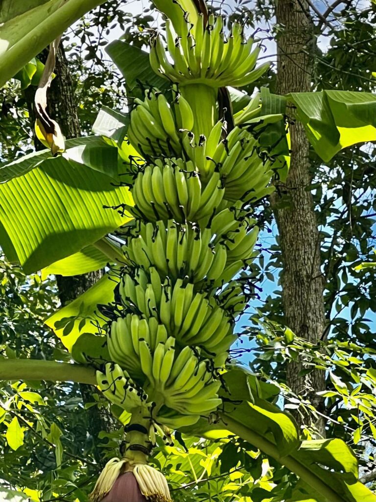 Are Bananas an Herb? The Truth About This Everyday Fruit