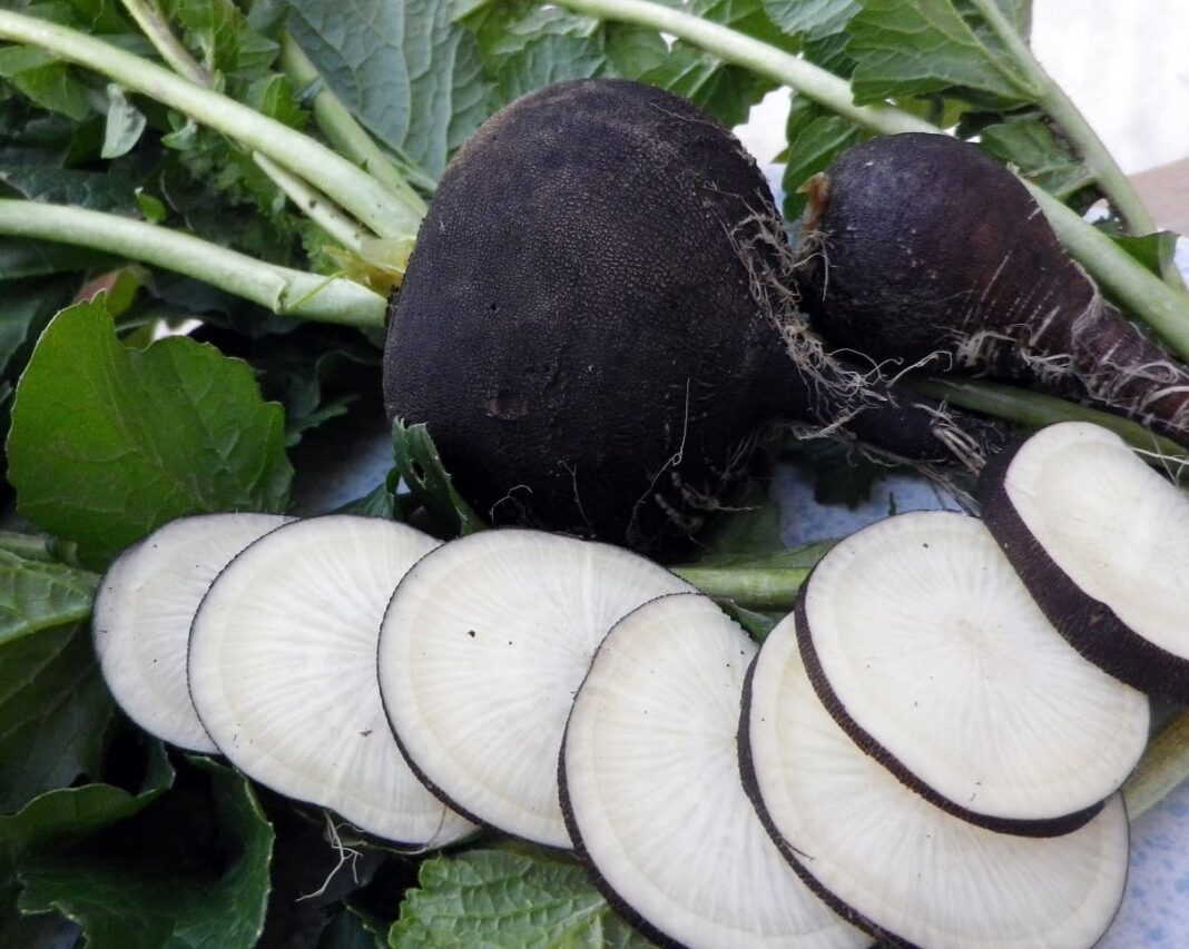 How to Grow Winter Radishes: Varieties, Tips & Recipes