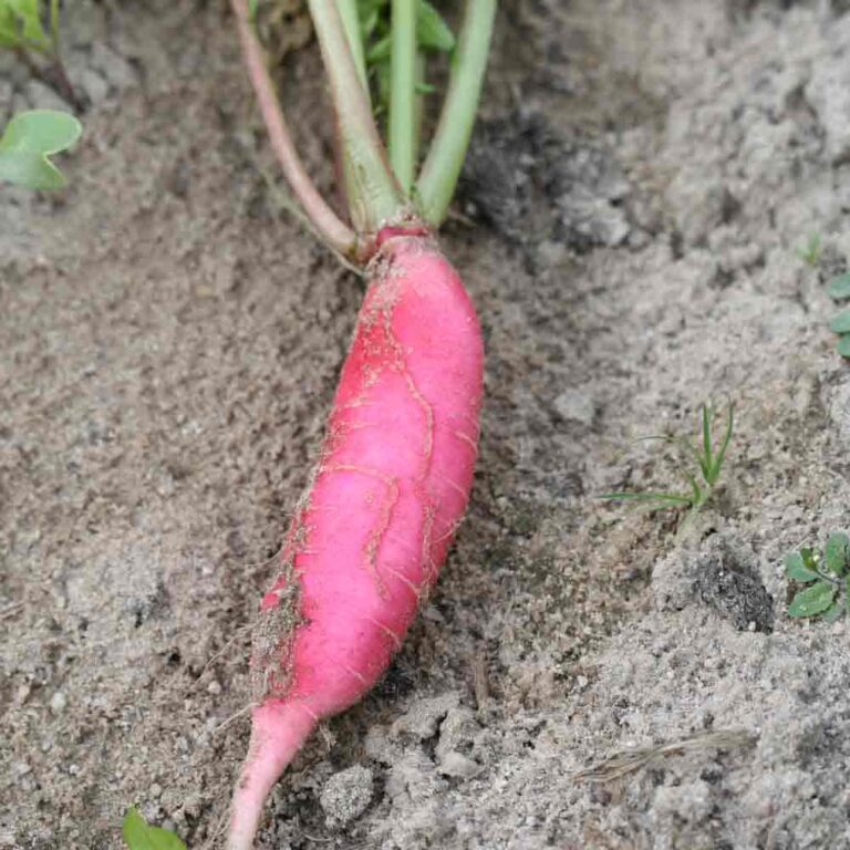 How to Grow Winter Radishes: Varieties, Tips & Recipes