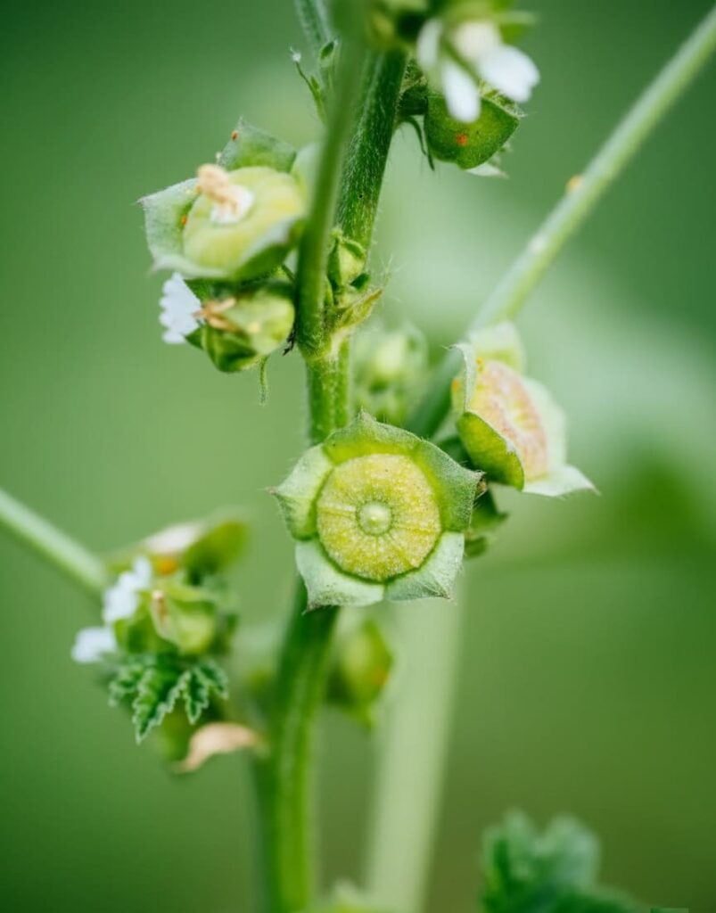How to Identify and Eat Mallow: Complete Foraging Guide