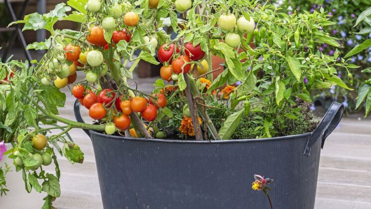How to Grow Tomatoes in Pots: Easy Container Gardening Guide
