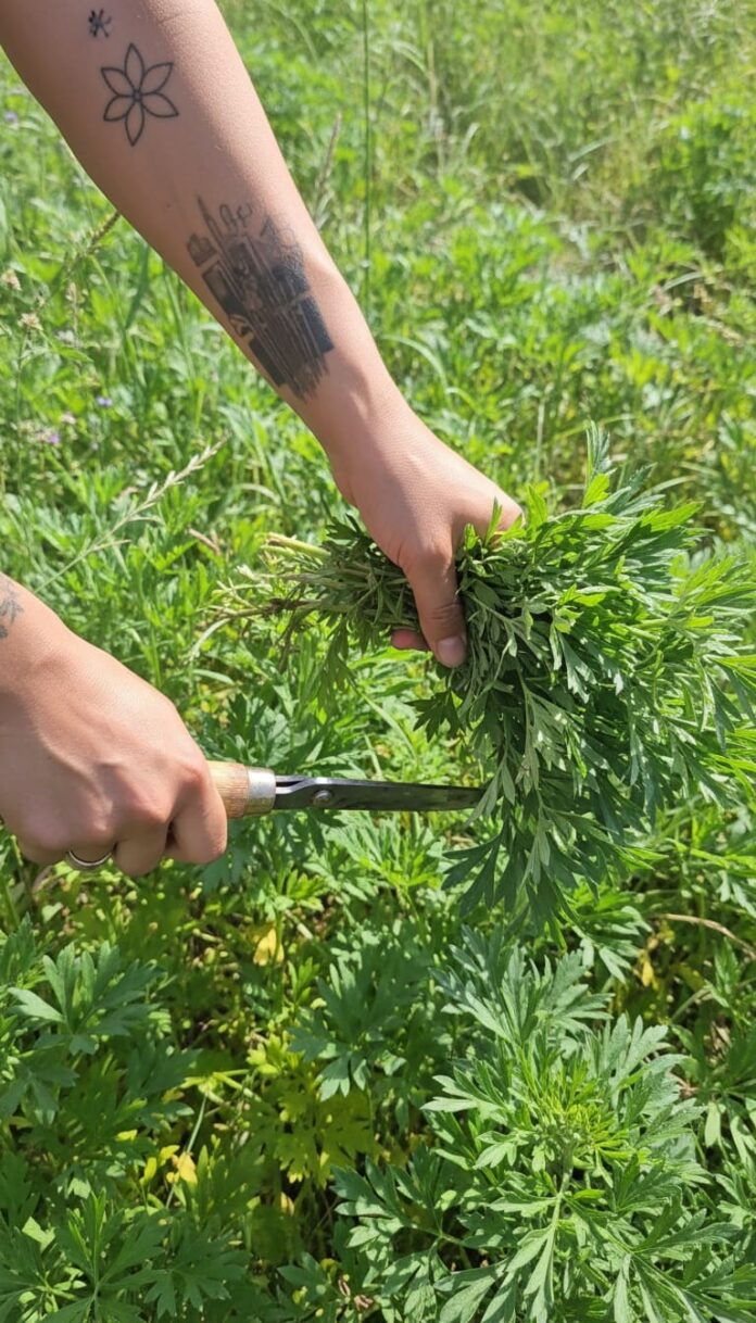 How to Grow Mugwort: Planting, Care & Containment Tips