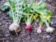 How to Grow Winter Radishes: Varieties, Tips & Recipes