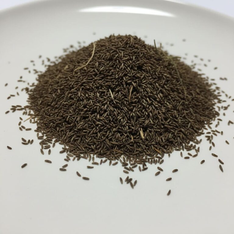 How to Grow Mugwort: Planting, Care & Containment Tips