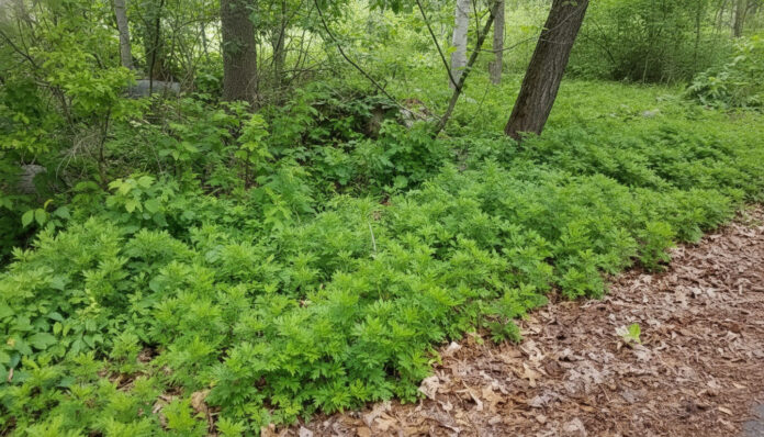 How to Grow Mugwort: Planting, Care & Containment Tips