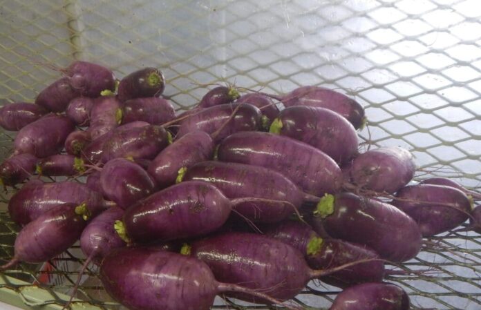 How to Grow Winter Radishes: Varieties, Tips & Recipes