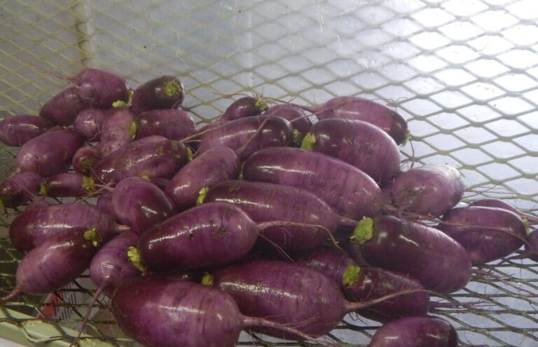 How to Grow Winter Radishes: Varieties, Tips & Recipes