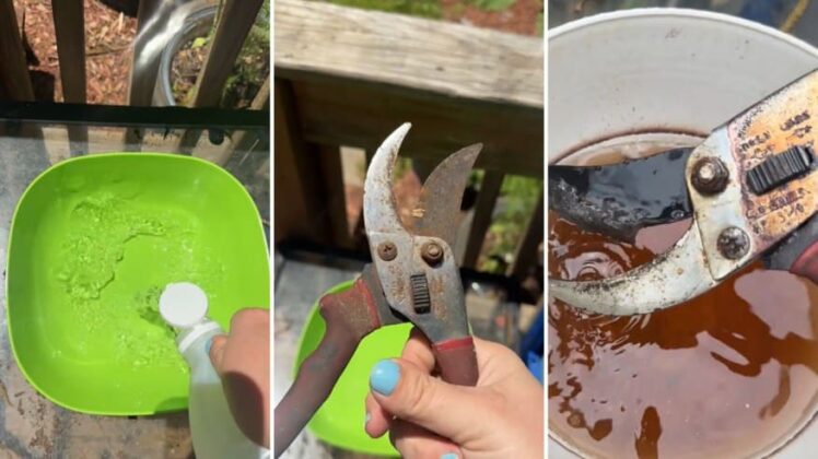 How to Remove Rust from Garden Tools: 6 Easy Home Methods