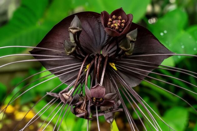 Harvest Savvy: Black Bat Flower Care Guide: How to Grow Tacca Chantrieri