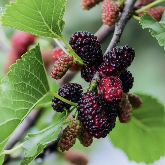 How to Grow Mulberries: Best Varieties, Care & Harvest Tips