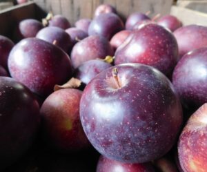 Black Apples Guide: Arkansas Black vs Black Diamond Apples