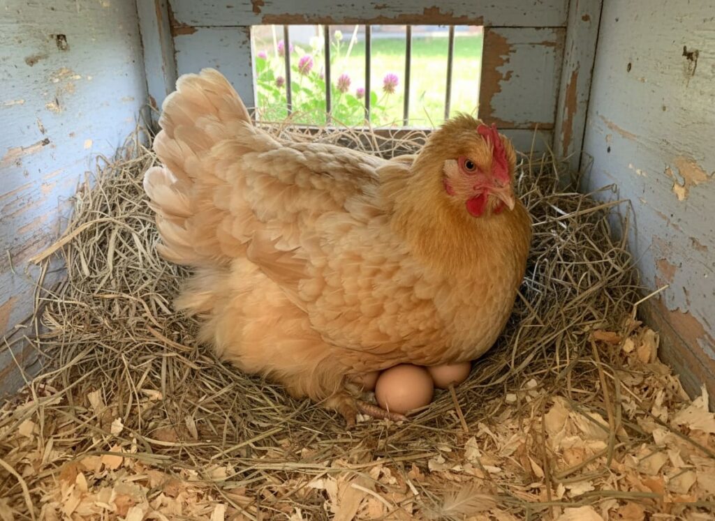 Chicken Molting Explained: What to Expect and How to Help