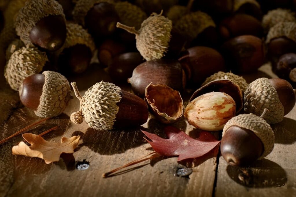 Can You Eat Acorns? Processing, Recipes & Safety Guide 2025