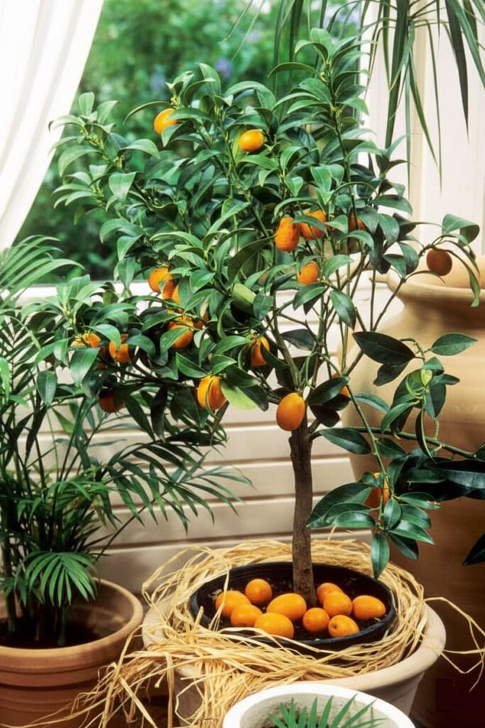 37 Dwarf Fruit Trees for Small Spaces & Container Gardens