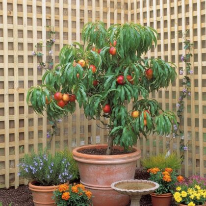 37 Dwarf Fruit Trees for Small Spaces & Container Gardens