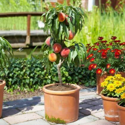 37 Dwarf Fruit Trees for Small Spaces & Container Gardens
