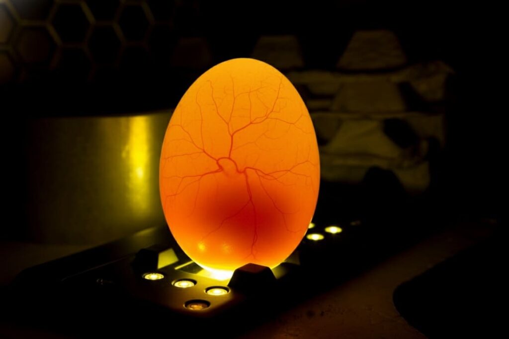 How to Candle Eggs: Complete Day-by-Day Guide For Beginners