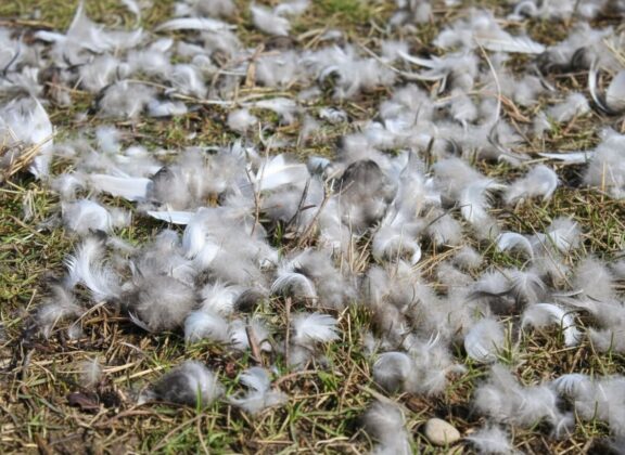 Chicken Molting Explained: What to Expect and How to Help