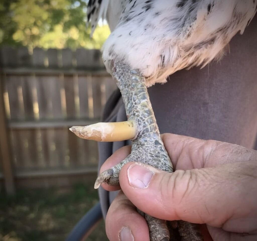 Rooster Spurs: Complete Guide to Safe Trimming & Removal