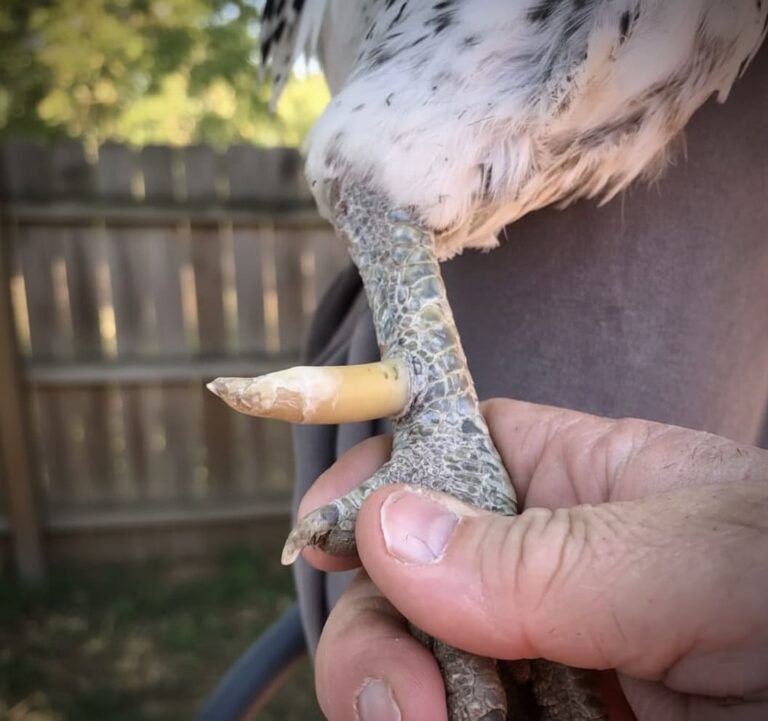 Rooster Spurs: Complete Guide to Safe Trimming & Removal