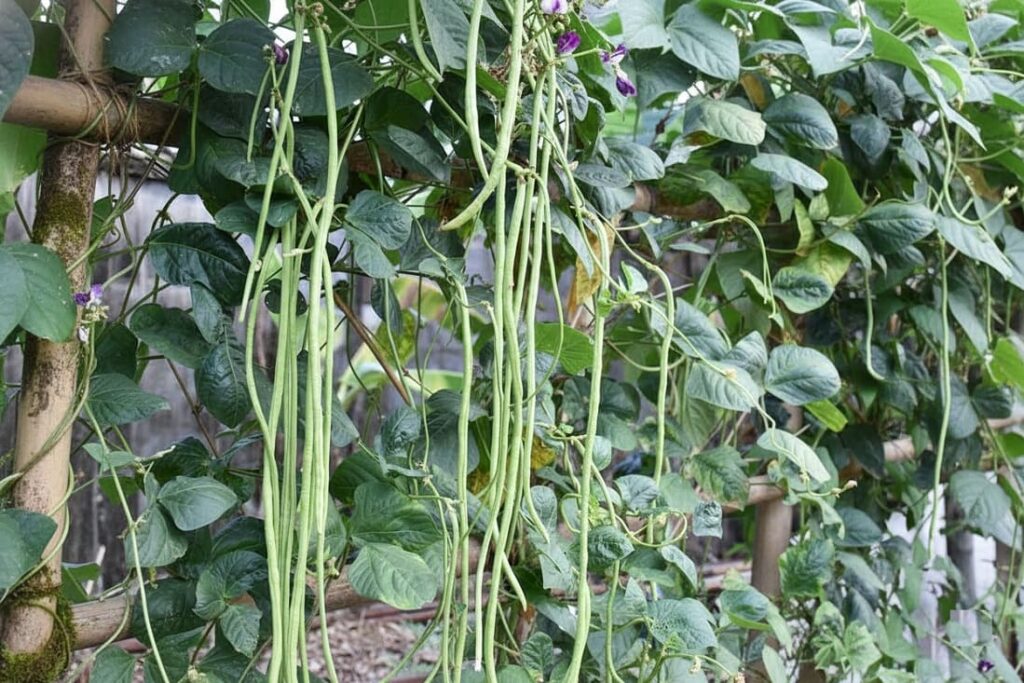 How to Grow Yard Long Beans: Complete Growing Guide
