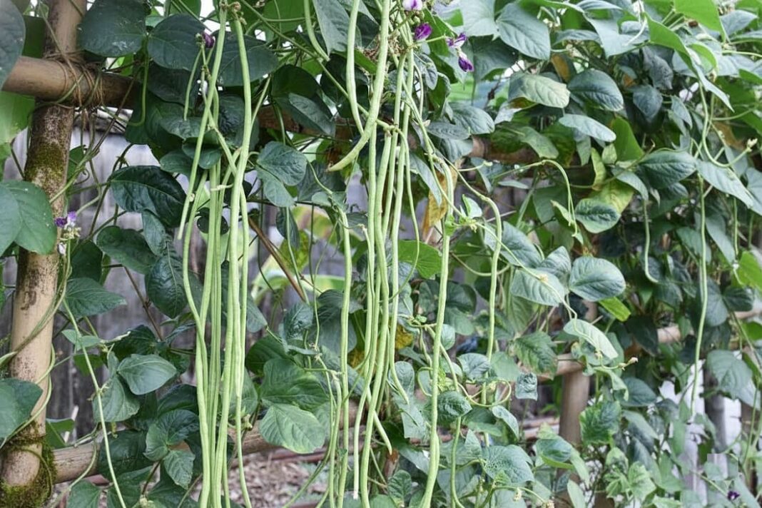 How to Grow Yard Long Beans: Complete Growing Guide