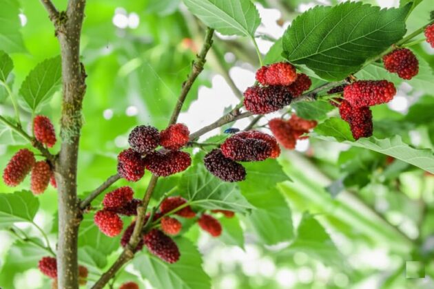 How to Grow Mulberries: Best Varieties, Care & Harvest Tips