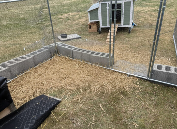 How to Build a Duck Coop: Complete Guide for Beginners