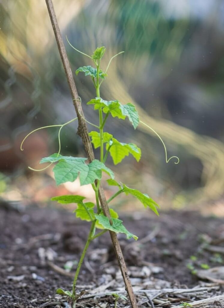 How to Grow Bitter Melon: Easy Steps for First-Time Growers
