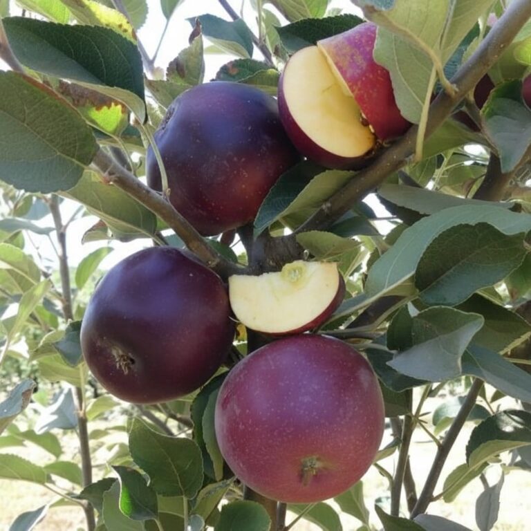 Black Apples Guide: Arkansas Black vs Black Diamond Apples