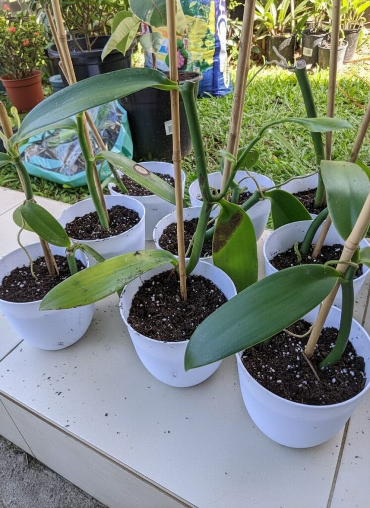 How to Grow Vanilla Orchids At Home: The Ultimate Care Guide