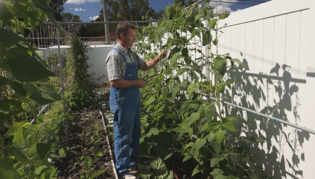 How to Grow Yard Long Beans: Complete Growing Guide