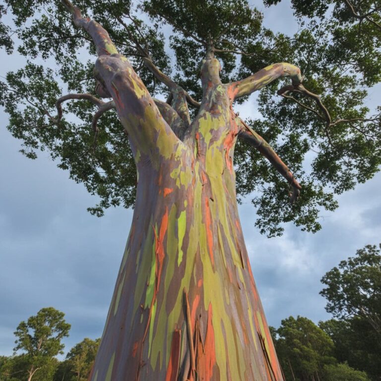 Rainbow Eucalyptus Tree: Facts, Photos & Where to Find Them