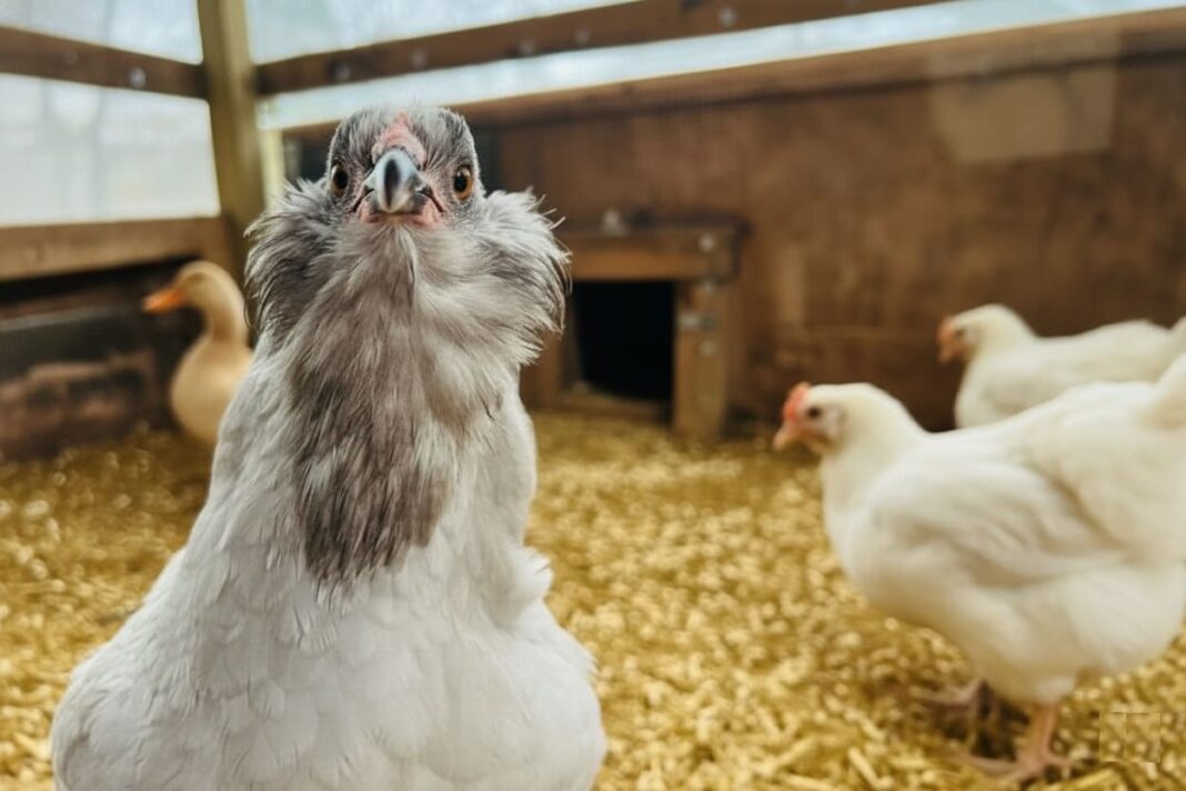 23 Chickens That Lay Blue Eggs: Breeds, Care & Where to Buy