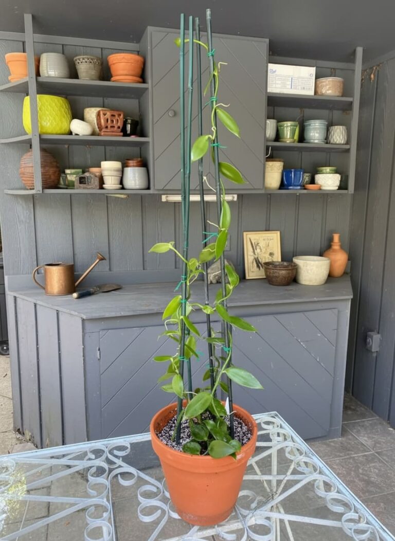 How to Grow Vanilla Orchids At Home: The Ultimate Care Guide