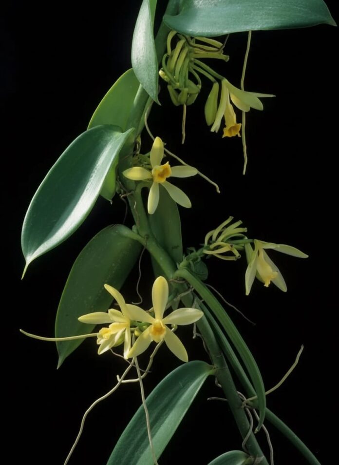 How to Grow Vanilla Orchids At Home: The Ultimate Care Guide