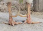 Rooster Spurs: Complete Guide to Safe Trimming & Removal