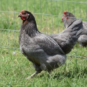 23 Chickens That Lay Blue Eggs: Breeds, Care & Where to Buy