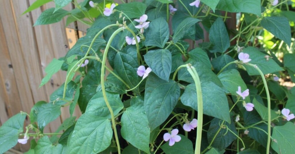 How to Grow Yard Long Beans: Complete Growing Guide