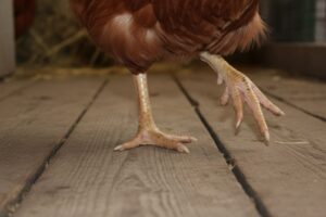 Rooster Spurs: Complete Guide to Safe Trimming & Removal
