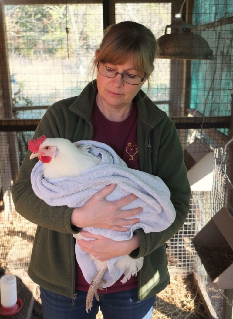 Rooster Spurs: Complete Guide to Safe Trimming & Removal