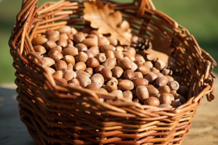 Can You Eat Acorns? Processing, Recipes & Safety Guide 2026