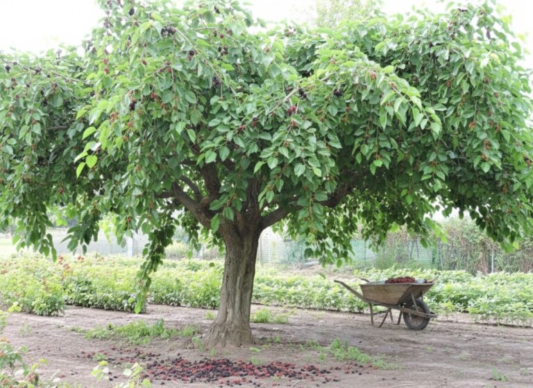 How to Grow Mulberries: Best Varieties, Care & Harvest Tips