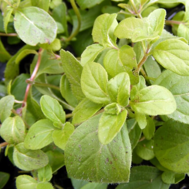 37 Types of Mint You Can Grow at Home: Complete Care Guide