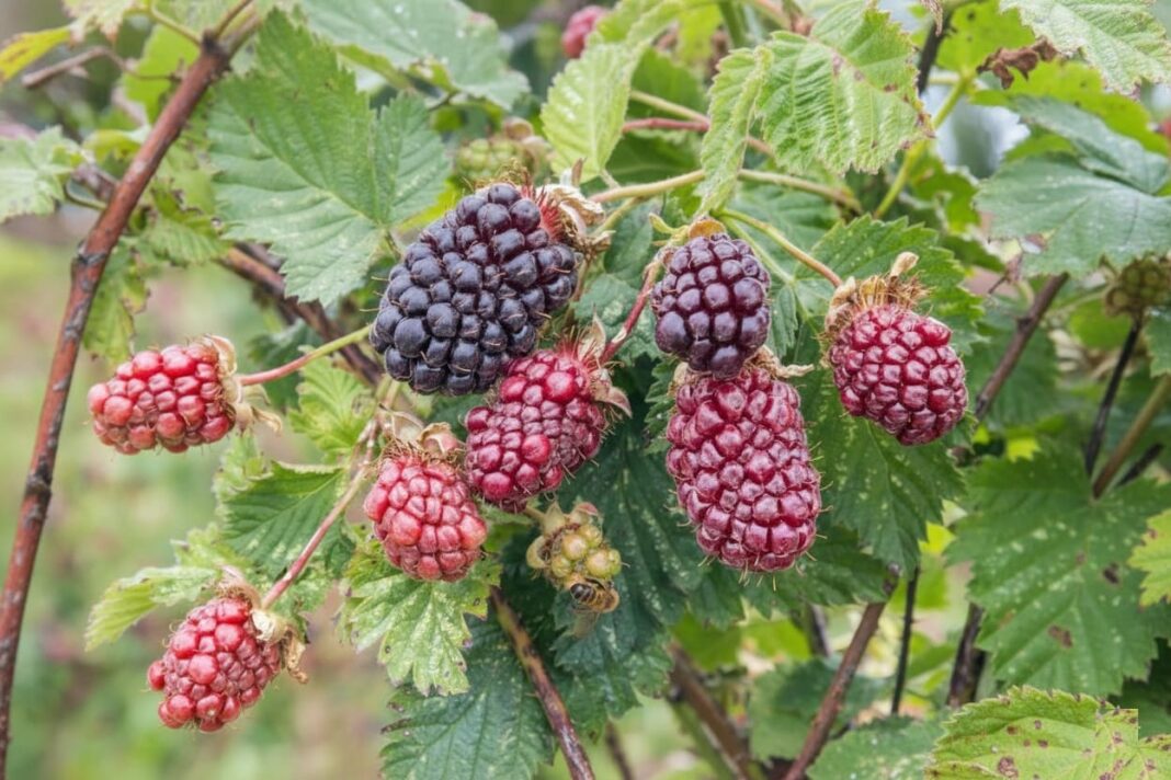 40 Types of Berries: Complete Growing & Identification Guide